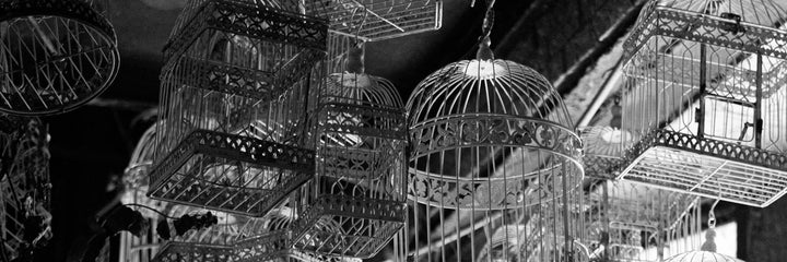 The Legendary Bird Cage | A Classic Male Chastity Cage – Lockd